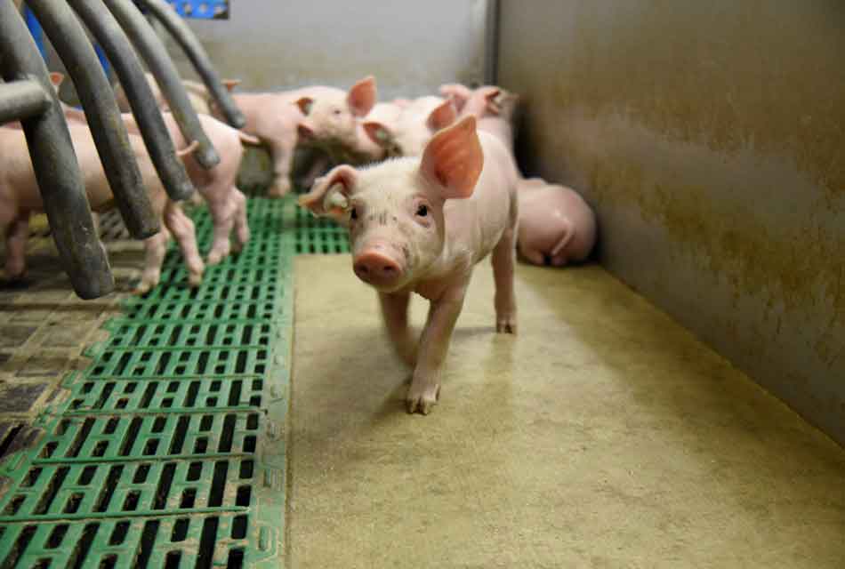 Überblick zum Saugferkeldurchfall, auch bekannt als Ferkelruhr